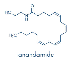 Anandamide: the "Bliss Molecule" Cannabinoid Found Naturally in Humans