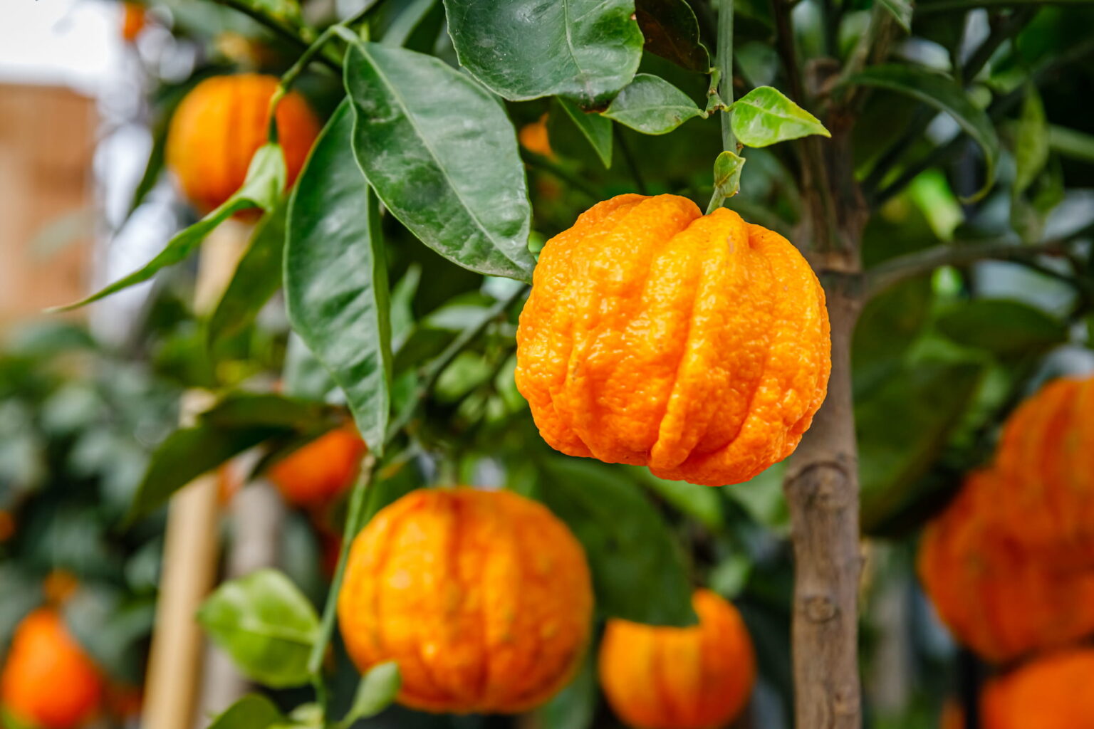 Bitter Orange Supplement Uses and Benefits - Tesseract